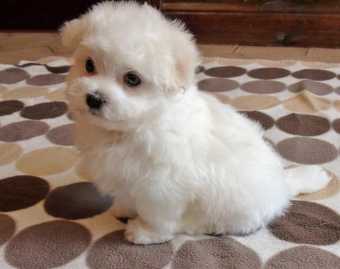 CUCCIOLI MALTESE