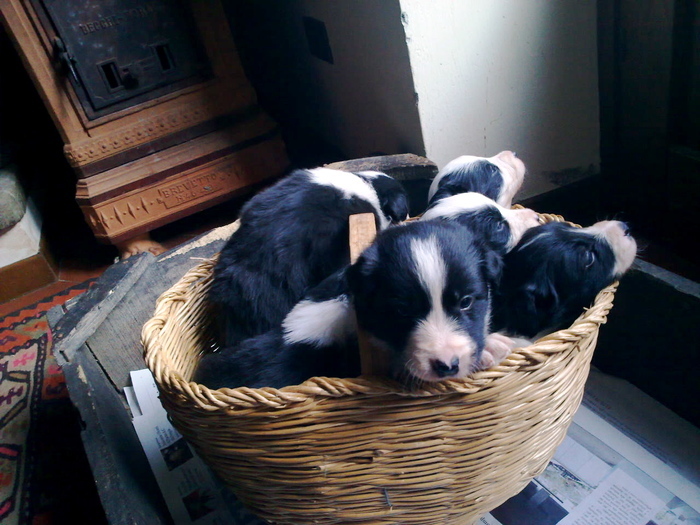 BORDER COLLIE CUCCIOLI