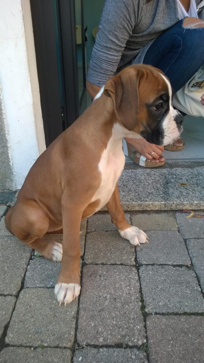 CUCCIOLA BOXER