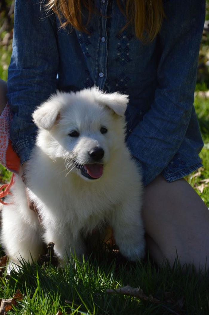 BELLA CUCCIOLO DI