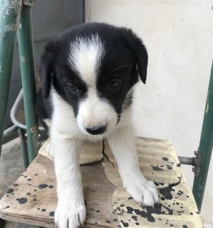 ULTIMA BELLISSIMA DOLCE CAGNOLINA DI 60 GIORNI