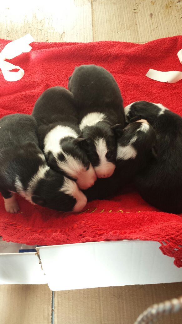 CUCCIOLI DI BORDER COLLIE