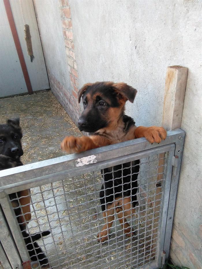 CUCCIOLI PASTORE TEDESCO