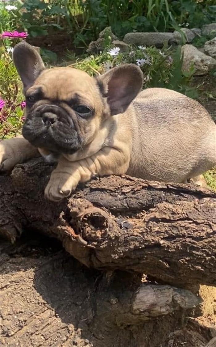 BOULEDOGUE FRANCESE