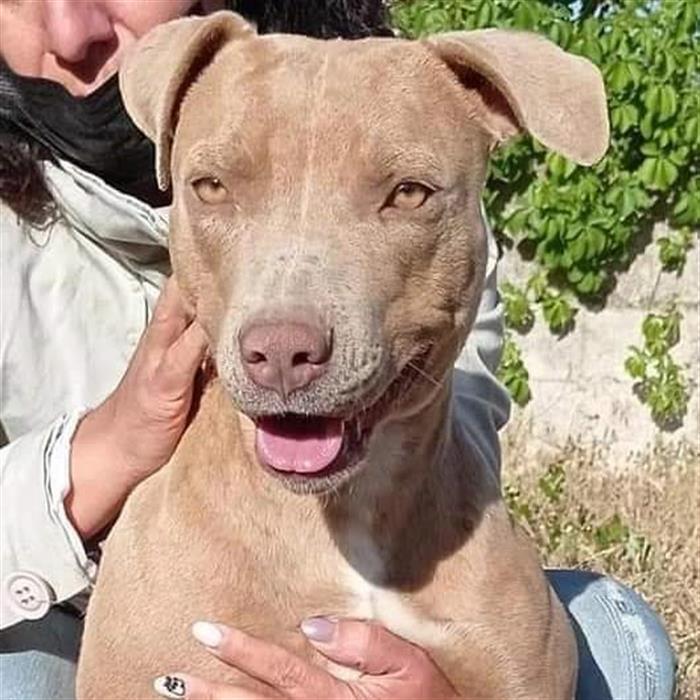 CUCCIOLOTTA PITBULL IN ADOZIONE