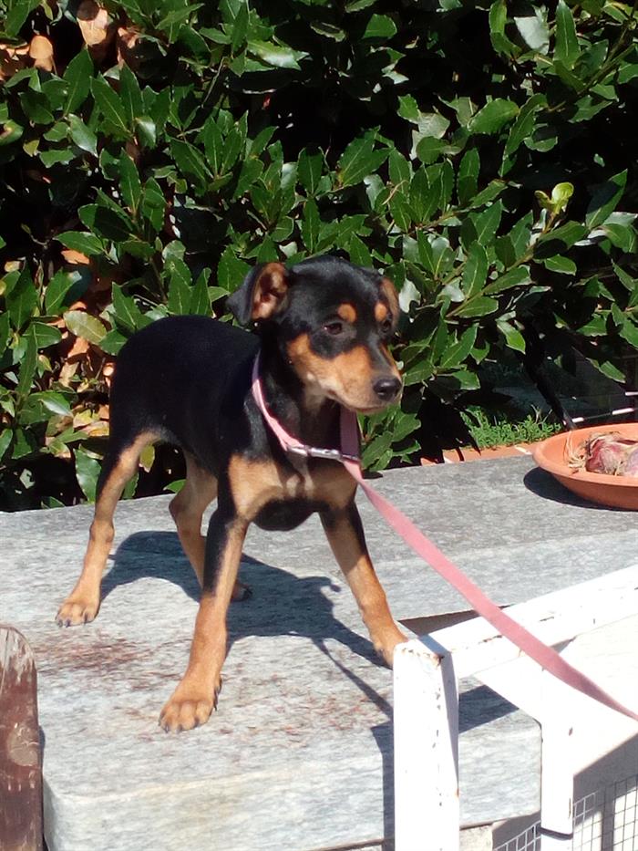 PINSCHER NANO