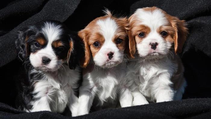 CUCCIOLI DI CAVALIER KING