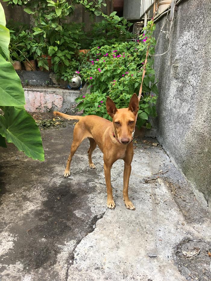 CIRNECO DELL’ETNA