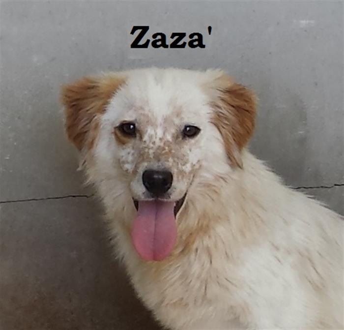 CANE ZAZA SIMIL SETTER/BRETON IN CANILE ADOZIONE TAGLIA MEDIO PICCOLA ADULTO