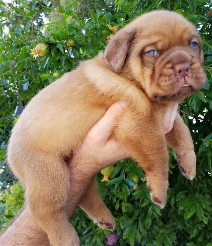 CUCCIOLI DOGUE DE BORDEAUX