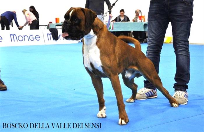 BOXER CUCCIOLI E CUCCIOLONI