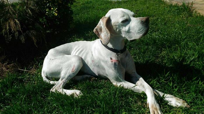 CANE POINTER FEMMINA