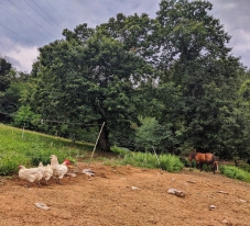 Galline, galli, Pulcinotti Bresse Gauloise Bianche e Grigie