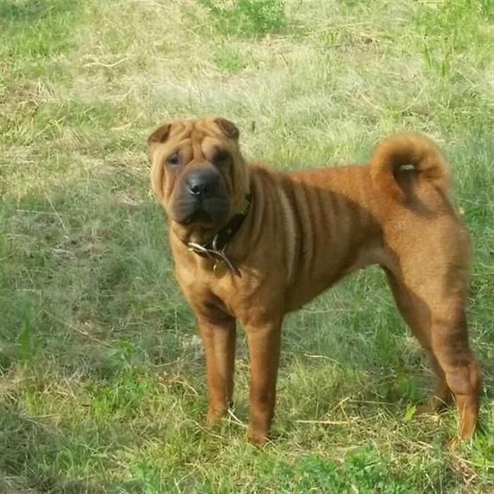 CUCCIOLATA DI SHAR-PEI