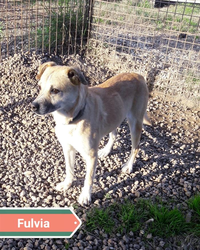 FULVIA CAGNOLINA TAGLIA MEDIO PICCOLA