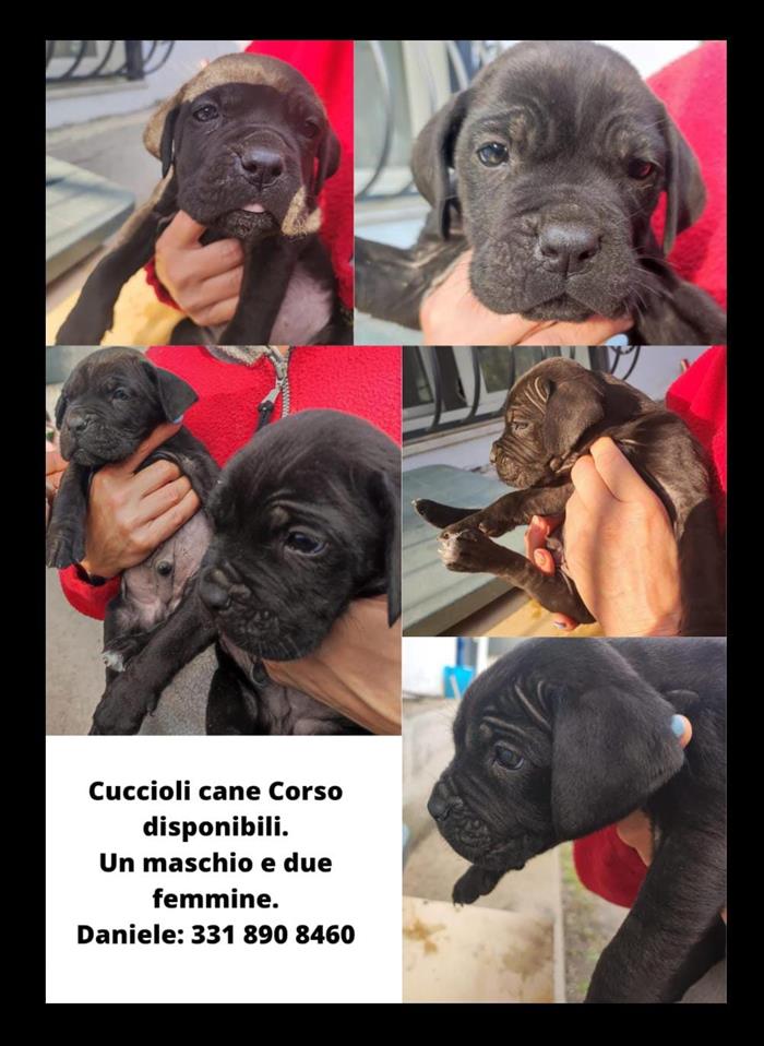 SPLENDIDI CUCCIOLI CANE CORSO