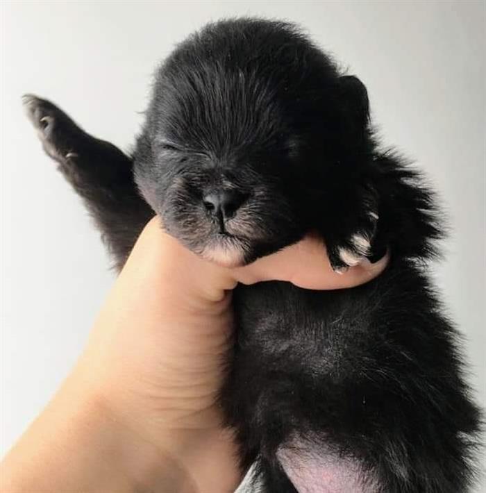 CUCCIOLI DI SPITZ NANO POMERANIA