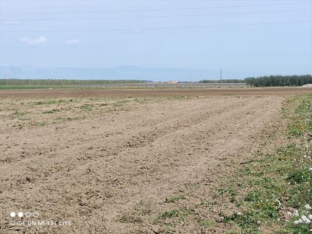 Terreno agricolo in vendita a cerignola iemma