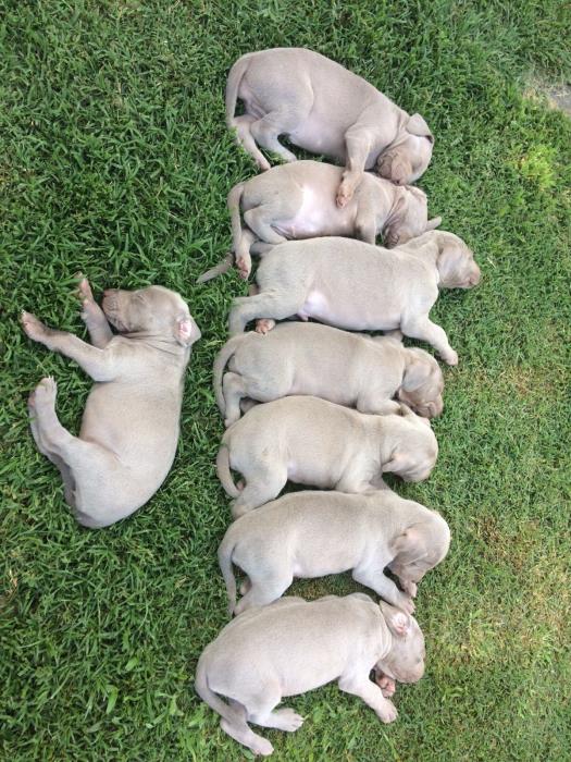 CUCCIOLI WEIMARANER