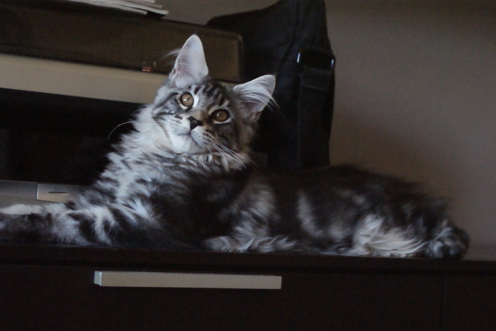 CUCCIOLI MAINE COON