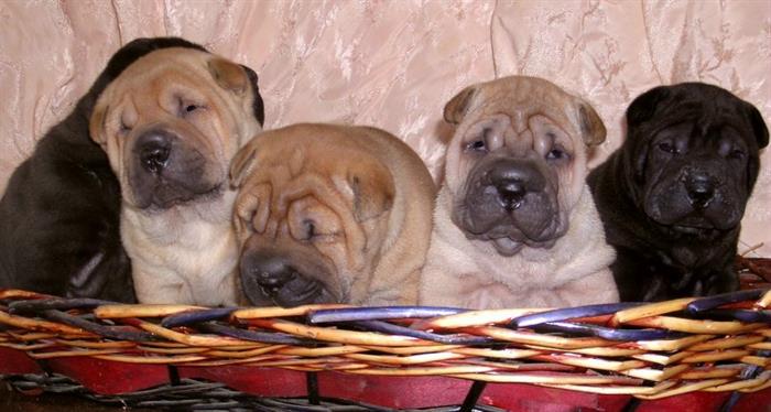 SHAR-PEI CUCCIOLI