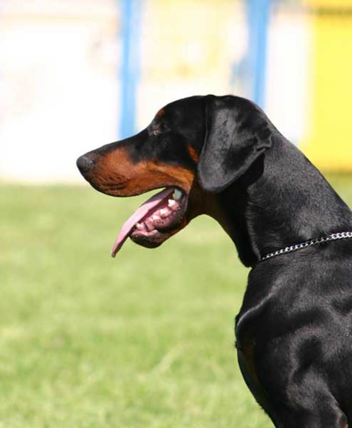 DOBERMANN CUCCIOLI GARANTITI