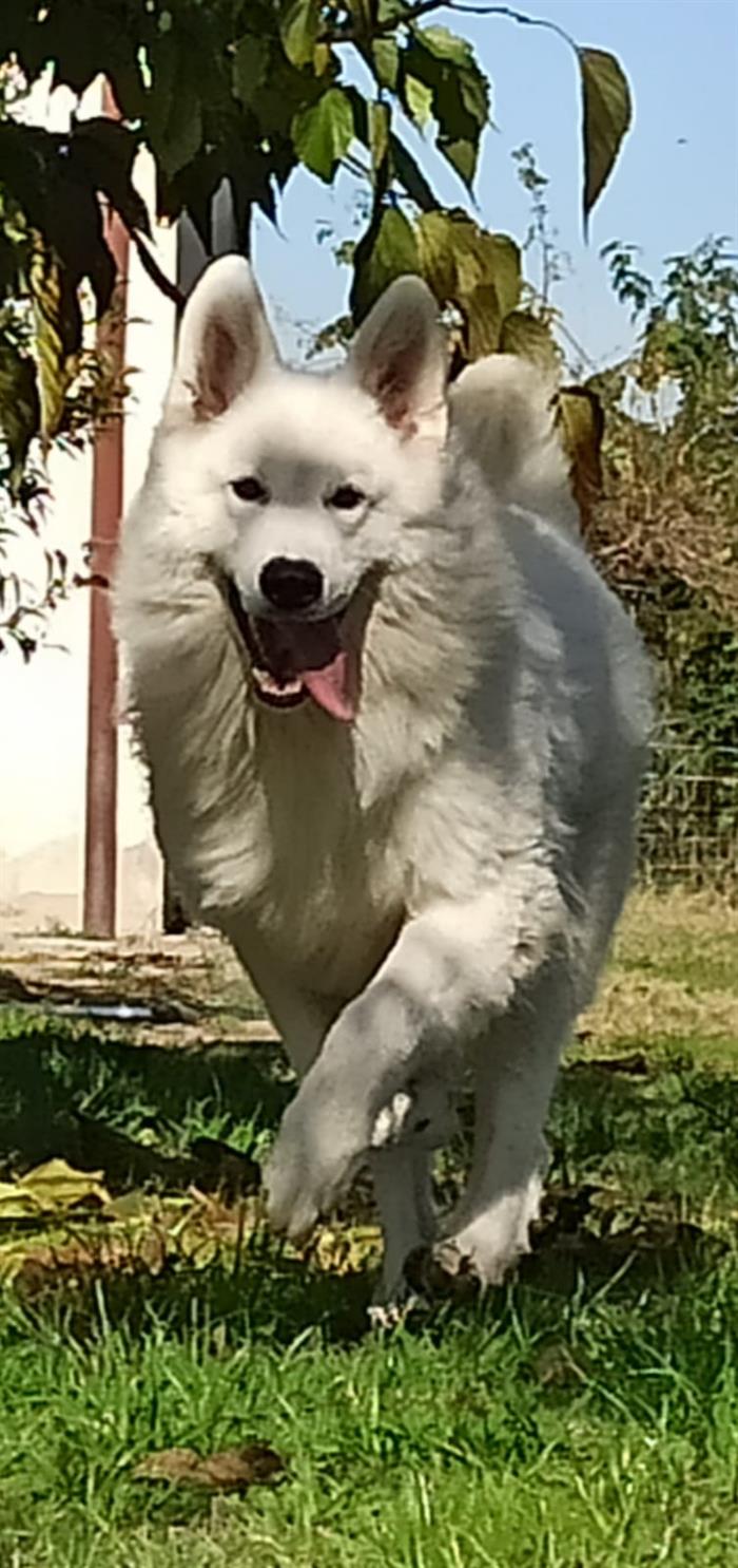 CUCCIOLI DI PASTORE SVIZZERO BIANCO