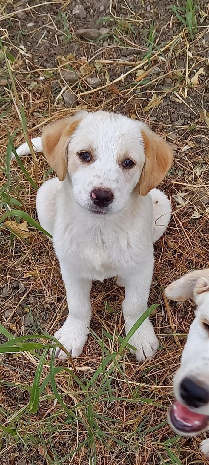 CUCCIOLA DI 4 MESI TAGLIA MEDIA PEPPA