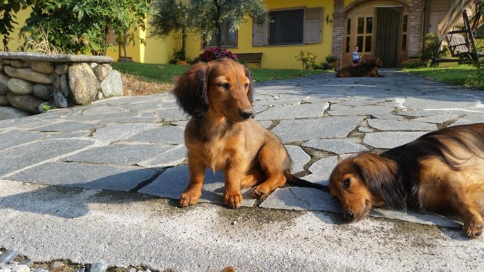 CUCCIOLA BASSOTTO TEDESCO