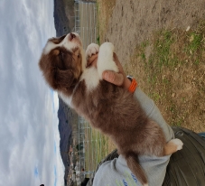 Australian shepherd tricolor red factor 