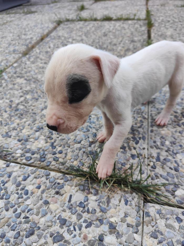 CUCCIOLI DOGO ARGENTINO