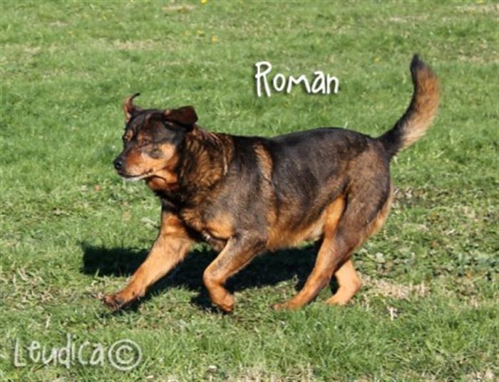 METICCIO DI ROTTWEILER IN CERCA DI UNA CASA