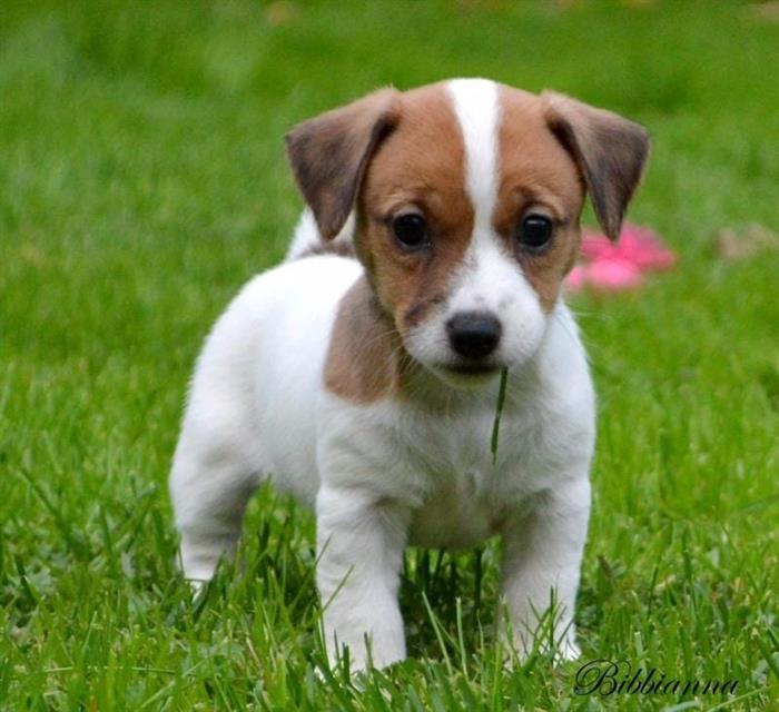 JACK RUSSEL CUCCIOLI