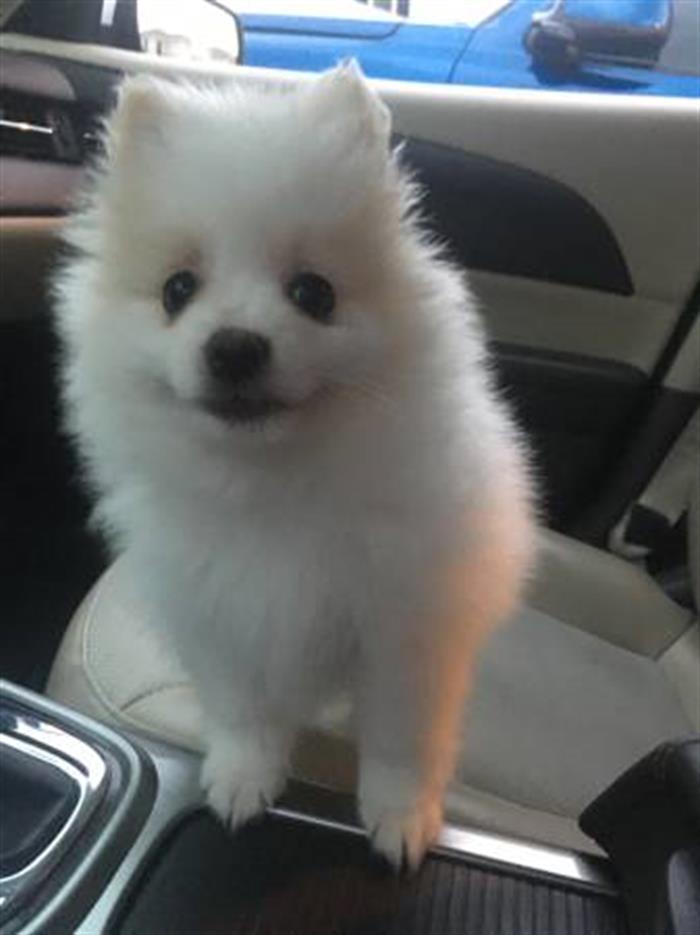 CUCCIOLI DI SPITZ DI POMERANIA