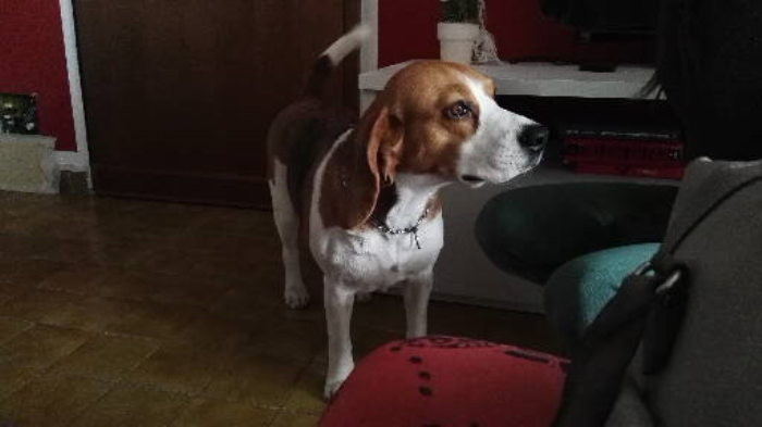 REGALO BEAGLE