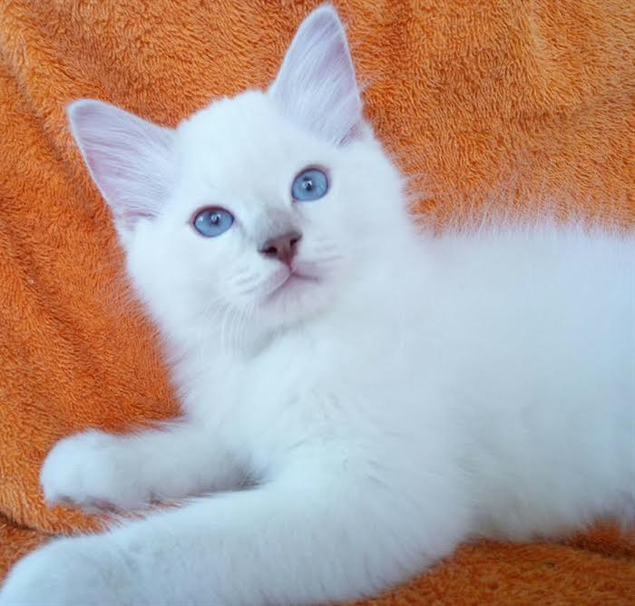 CUCCIOLI RAGDOLL