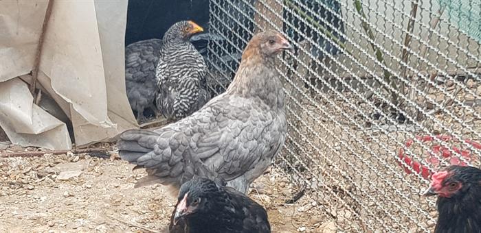 MARANS AUSTRALORP E AURICANA