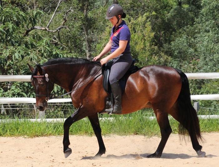 MOLTO SANO CAVALLO ANDALUSO PER ADOZIONE-REGALO