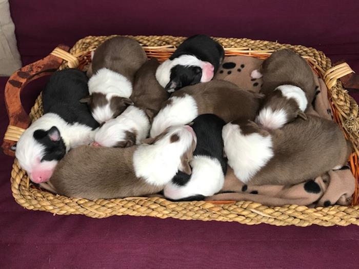 CUCCIOLI AUSTRALIAN SHEPERD PASTORE AUSTRIALIANO