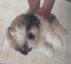 Cuccioli di shih tzu 