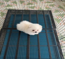  Cuccioli di Pomerania (maschi e femmine)