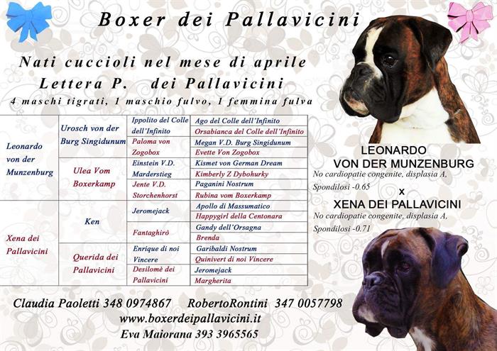 BOXER CUCCIOLI