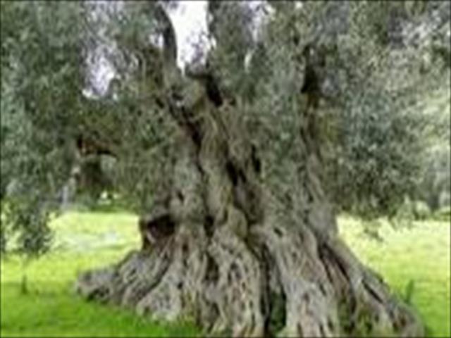 Terreno agricolo in vendita a monteroni di lecce in campagna