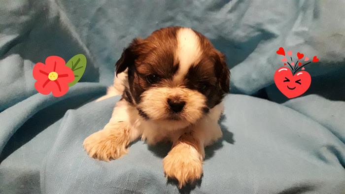 SHIH-TZU CUCCIOLI