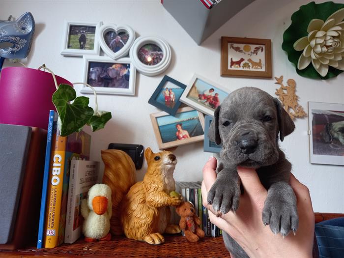 CUCCIOLI DI ALANO BLU