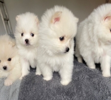 Cuccioli di Pomerania