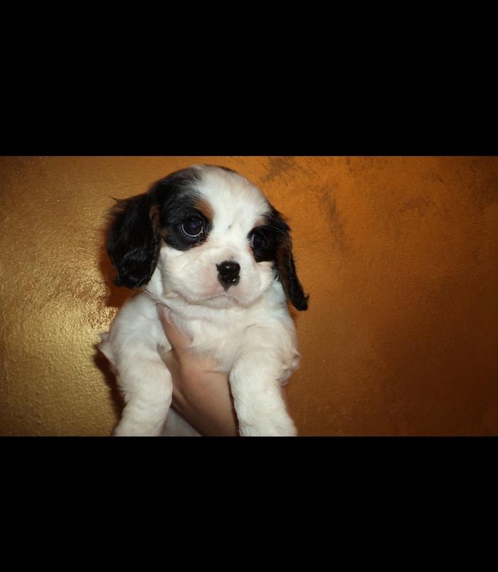 CUCCIOLI DI CAVALIER KING