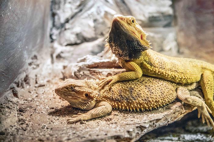 POGONA VITTICEPS (DRAGO BARBUTO) BABY