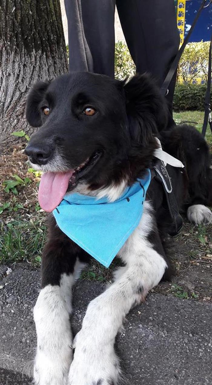 BOB IN ADOZIONE BORDER COLLIE