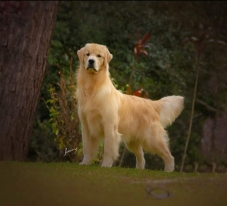 Golden Retriever Americano 